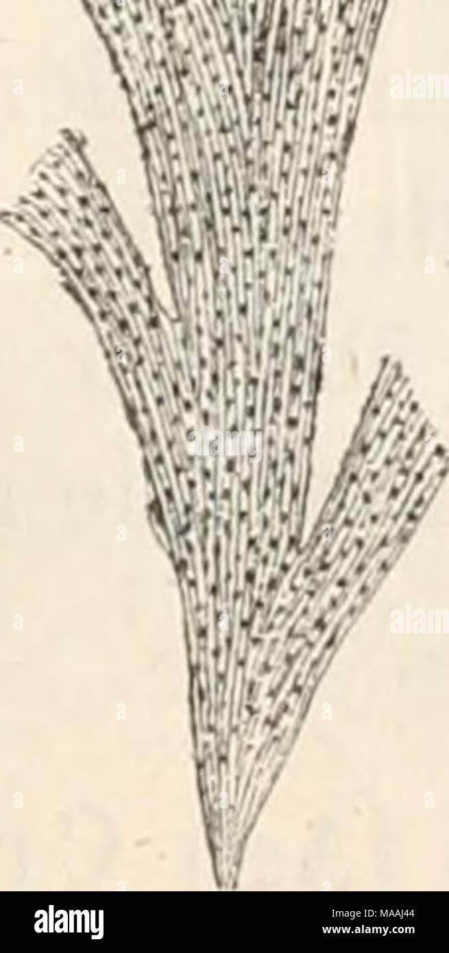 Cutleria adspersa hi-res stock photography and images - Alamy
