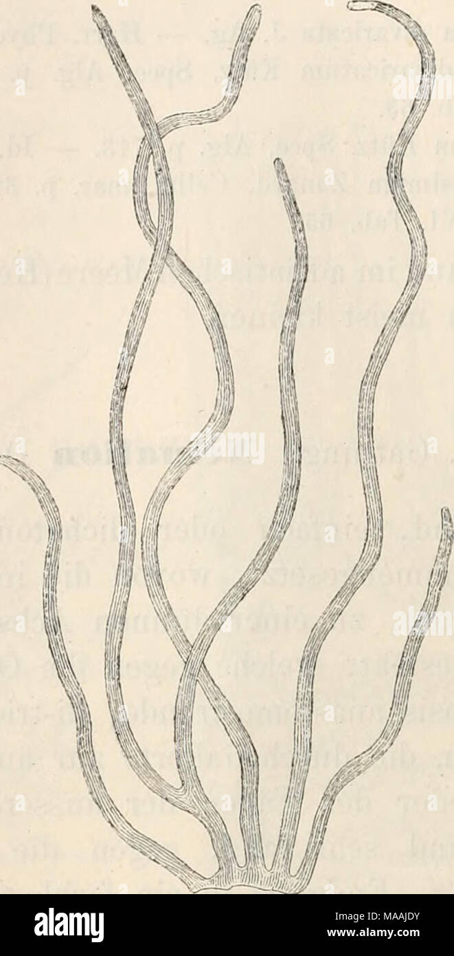 Nemalion hi-res stock photography and images - Alamy