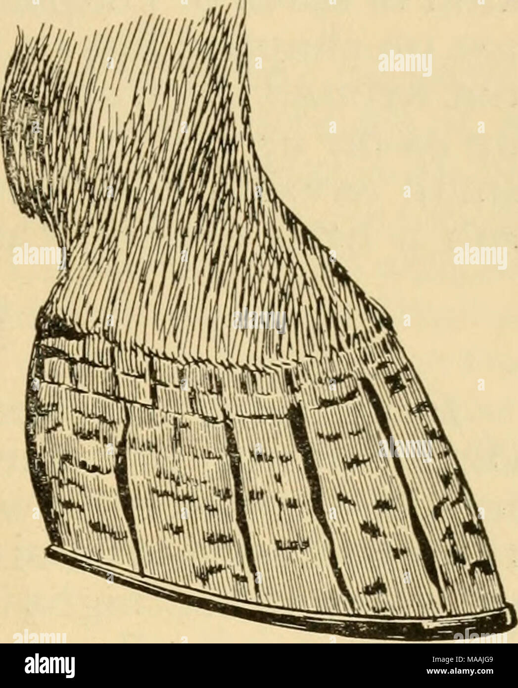 . Dr. Lesure's warranted veterinary remedies : the causes, symptoms and ...