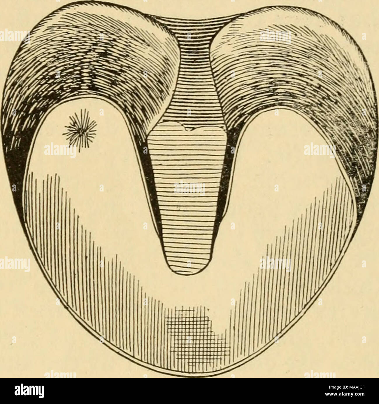 . Dr. Lesure's warranted veterinary remedies : the causes, symptoms and ...