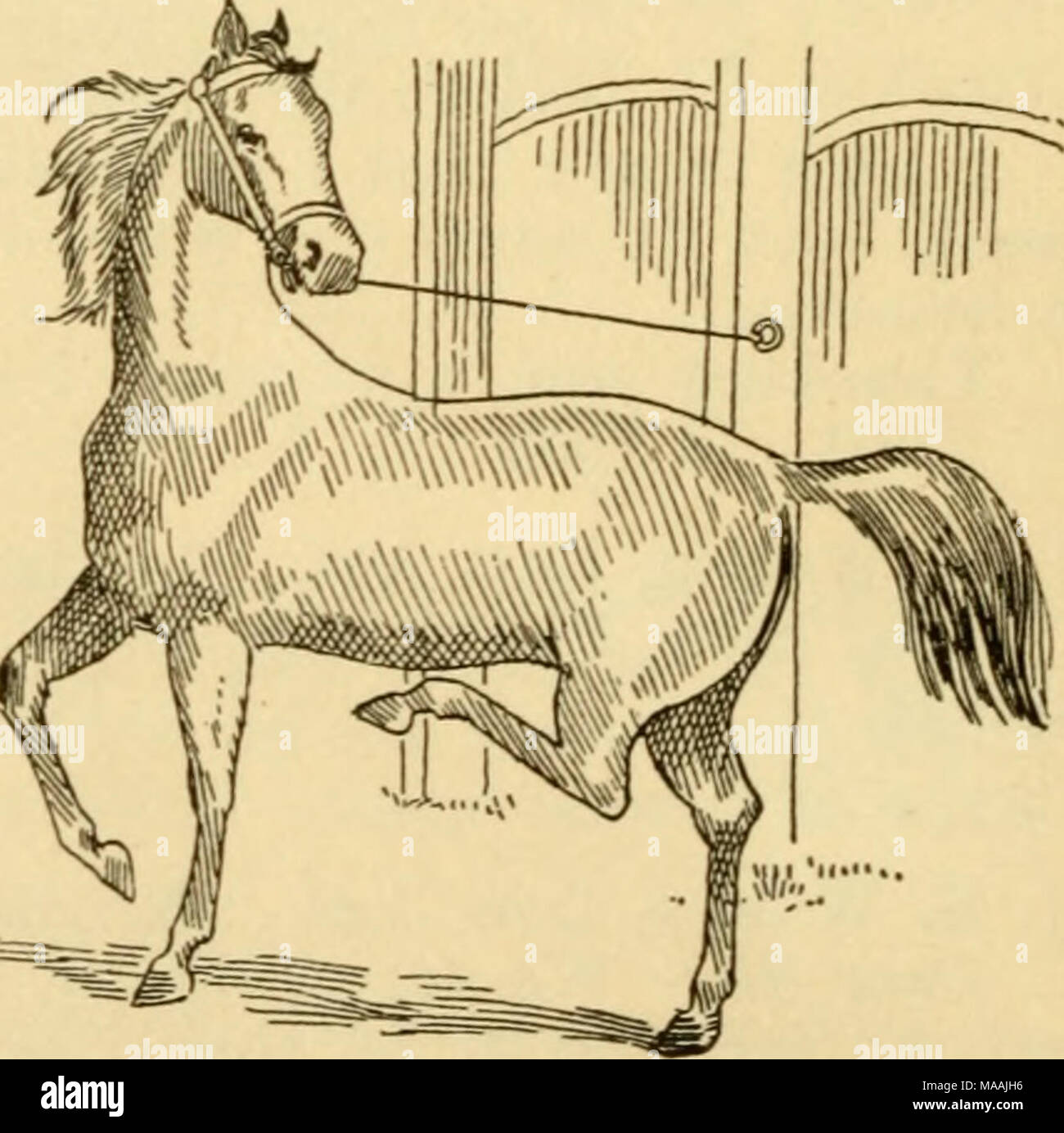 . Dr. Lesure's warranted veterinary remedies : the causes, symptoms and ...