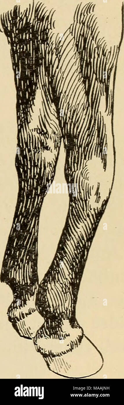 Fetlock injury hi-res stock photography and images - Alamy