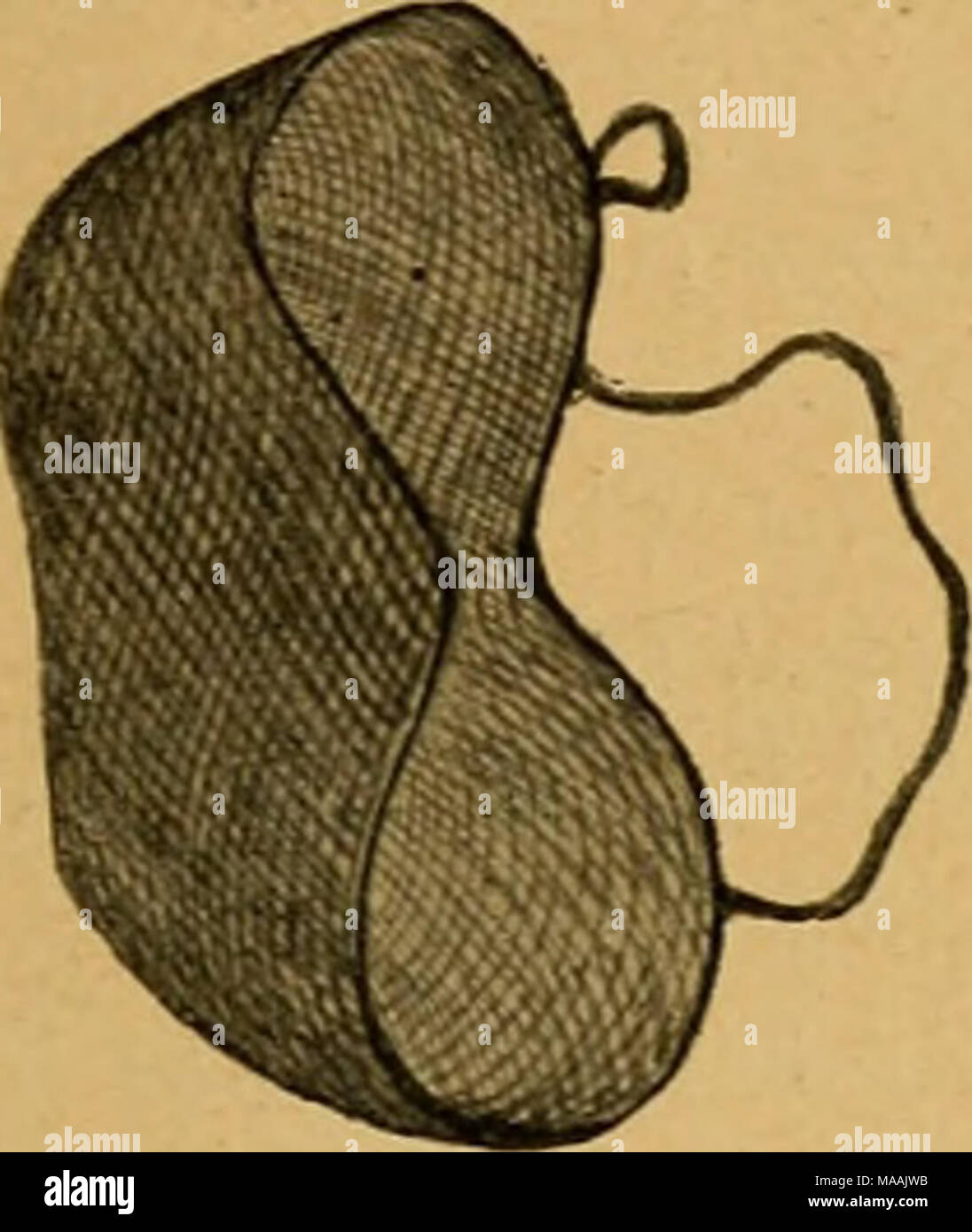 . Dr. Lampe's Bienenzucht. : Populäres handbuch der anatomie, zucht ...