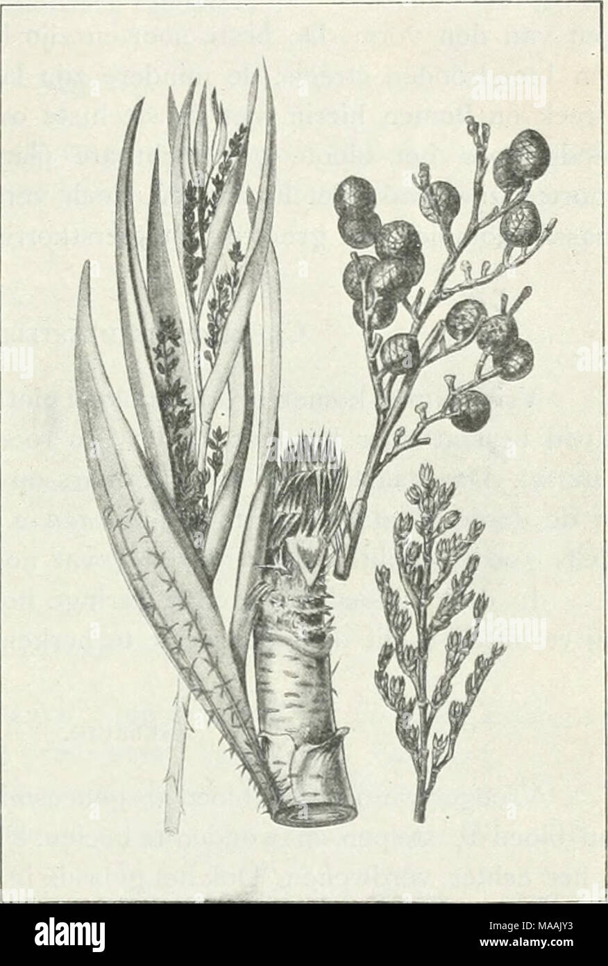 Daemonorops draco hi-res stock photography and images - Alamy