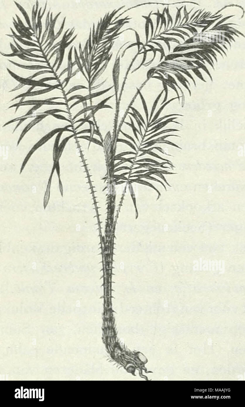 Daemonorops draco hi-res stock photography and images - Alamy