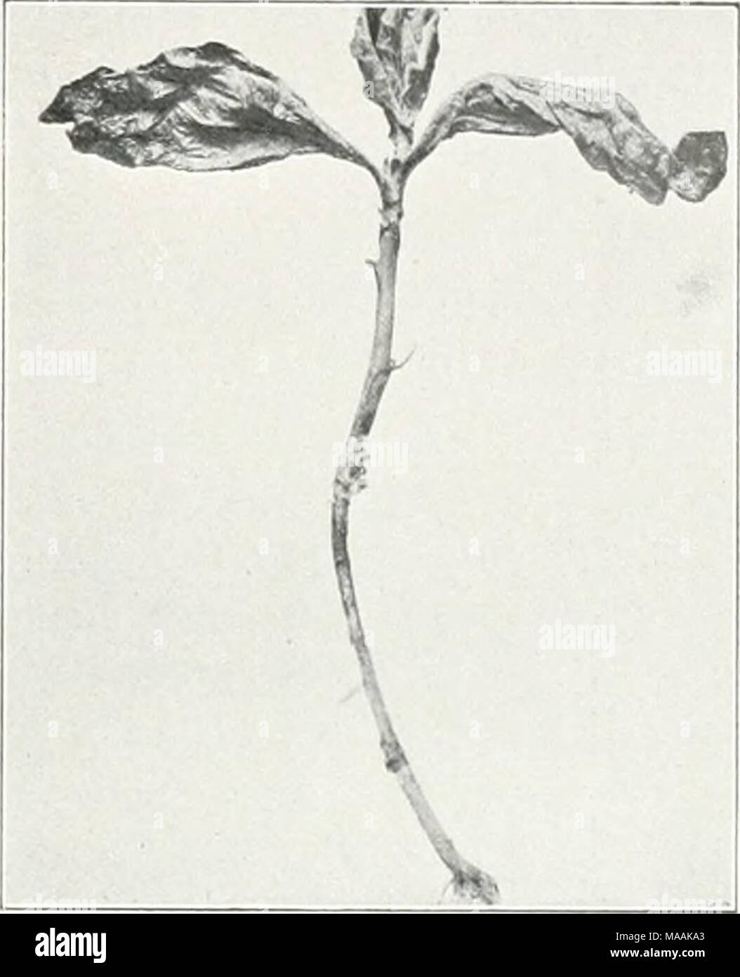 Sclerotium rolfsii hi-res stock photography and images - Alamy
