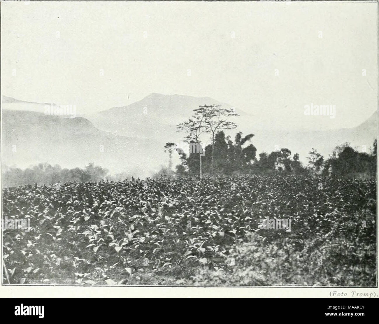 Penwortel hi-res stock photography and images - Alamy