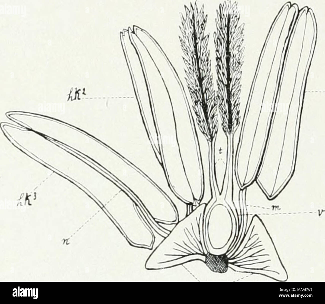 Helmknoppen hi-res stock photography and images - Alamy