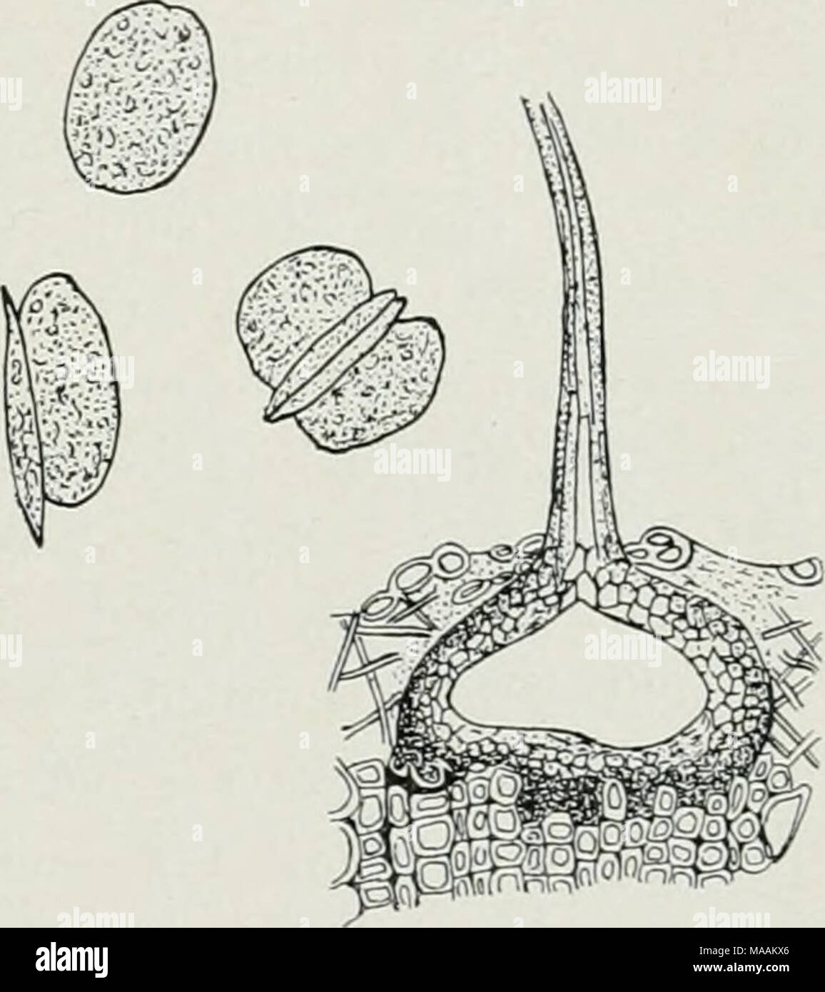 Perithecium hi-res stock photography and images - Alamy