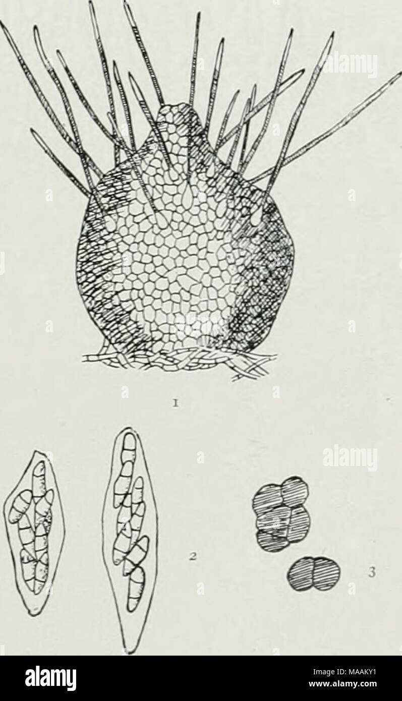 Perithecium hi-res stock photography and images - Alamy