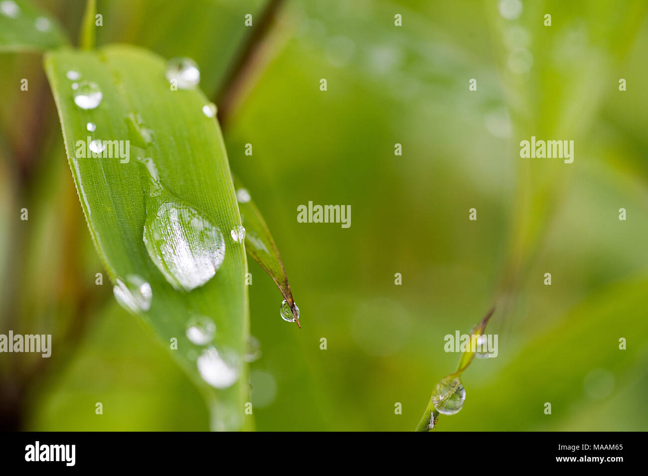 Fresh rain forms clear water droplets on green leafs Stock Photo - Alamy