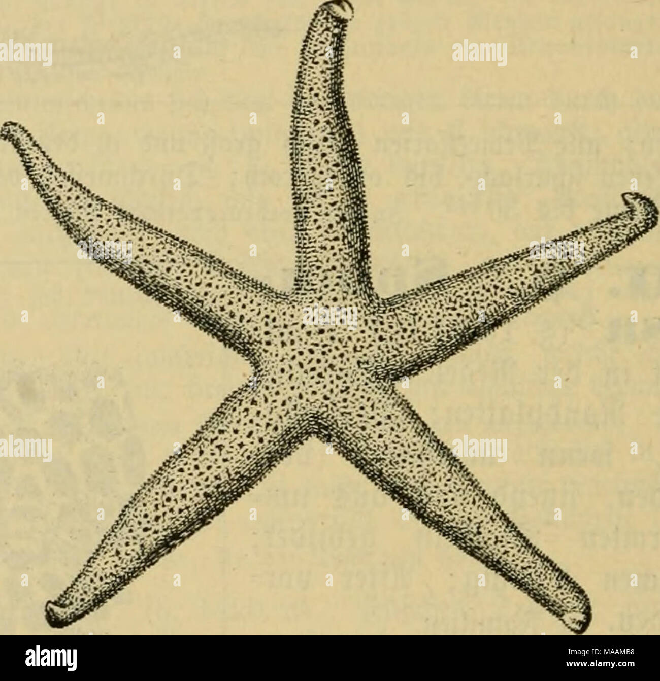 Cribrum hi-res stock photography and images - Alamy