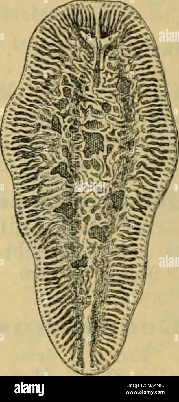 Stylochus hi-res stock photography and images - Alamy