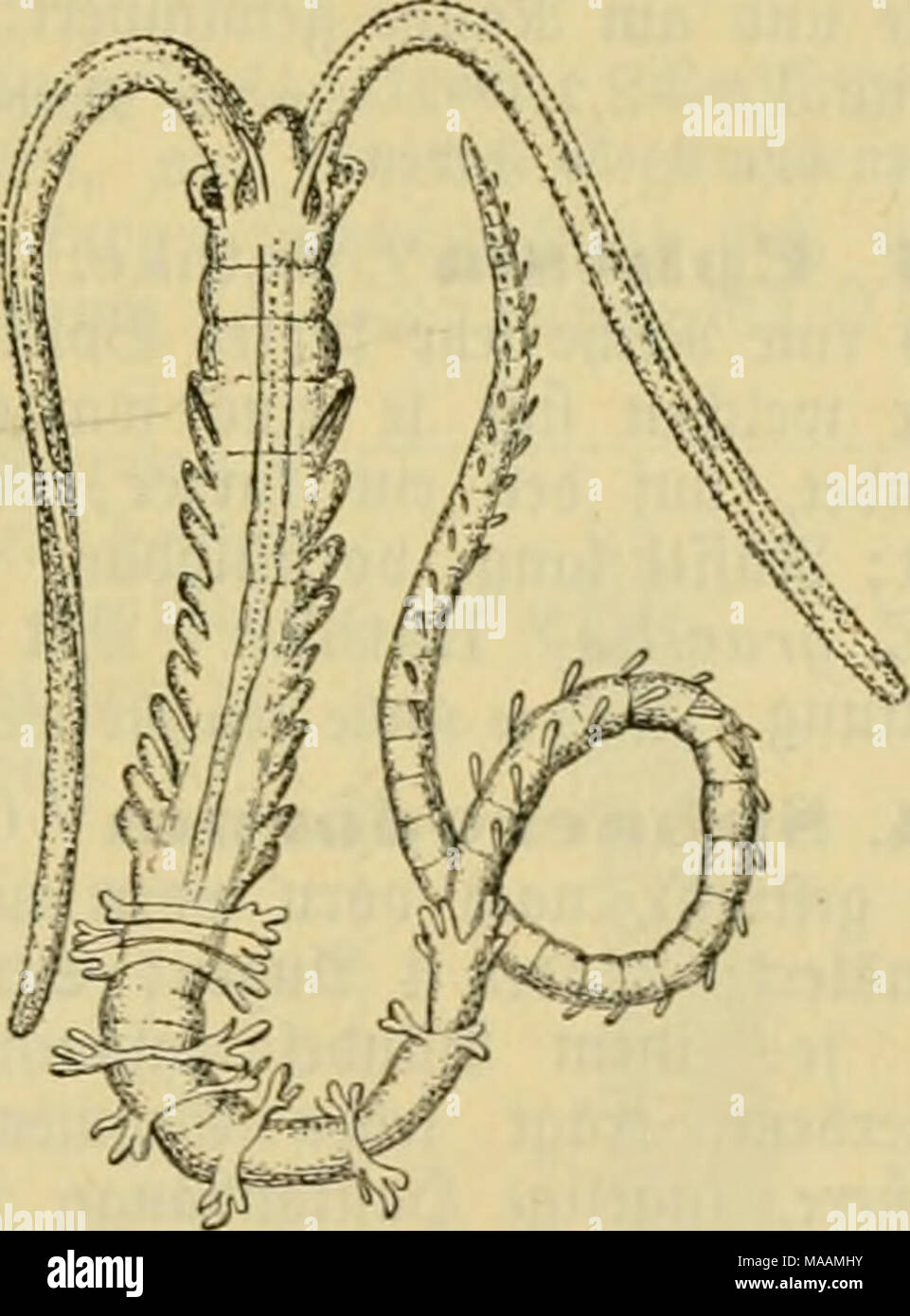 Chaetopterus Diagram