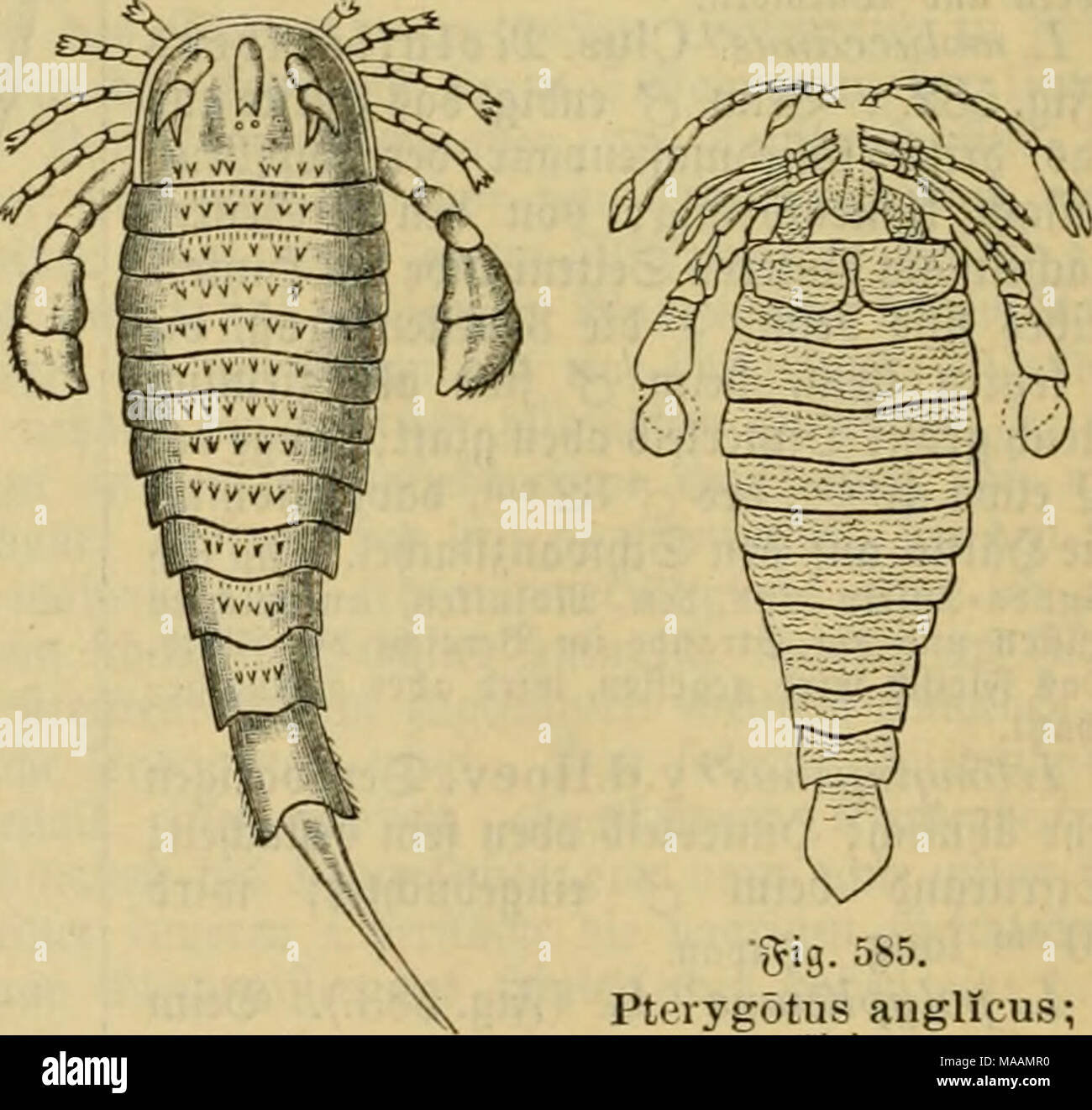 Pterygotus anglicus hi-res stock photography and images - Alamy