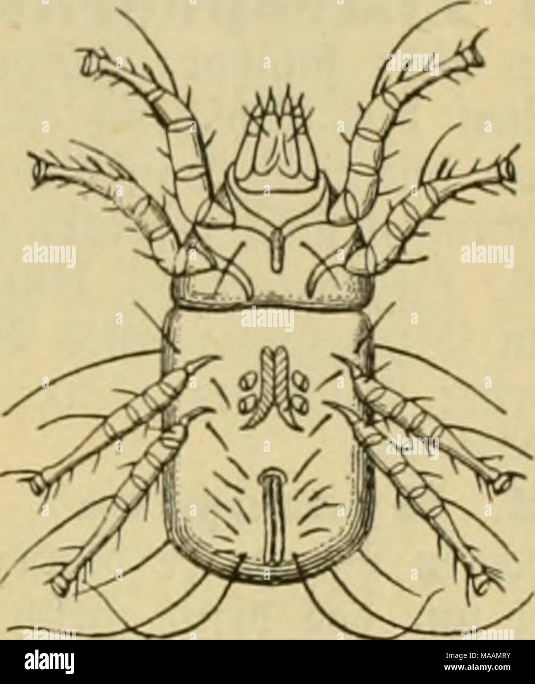 Tyroglyphus siro hi-res stock photography and images - Alamy