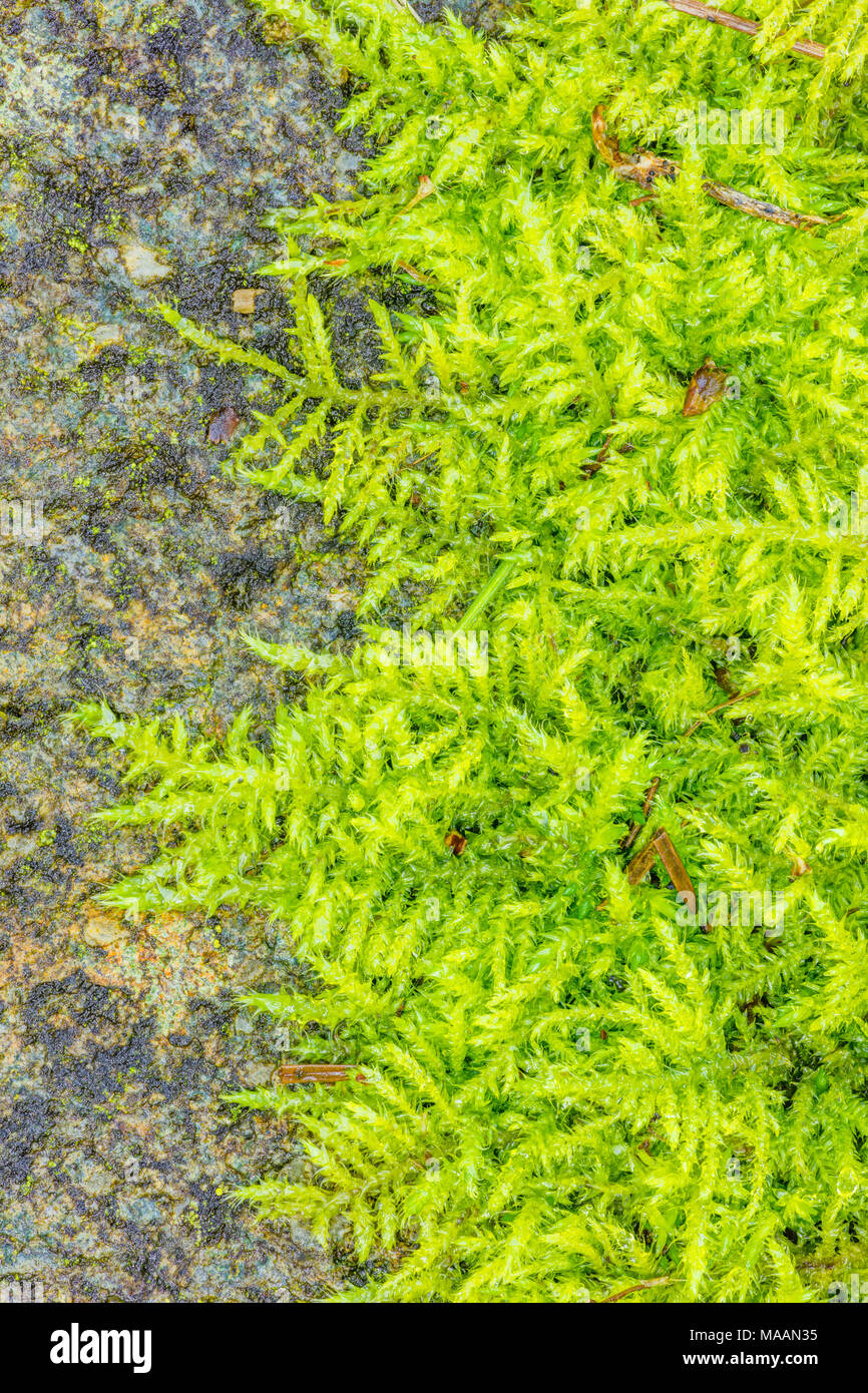 Moss in Oregon Coast rainforest Stock Photo - Alamy