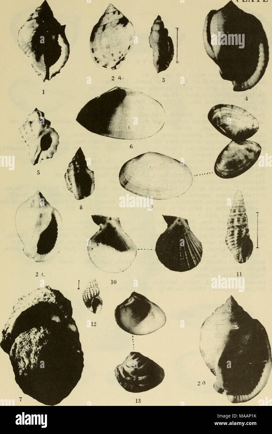 . East coast marine shells : descriptions of shore mollusks together ...