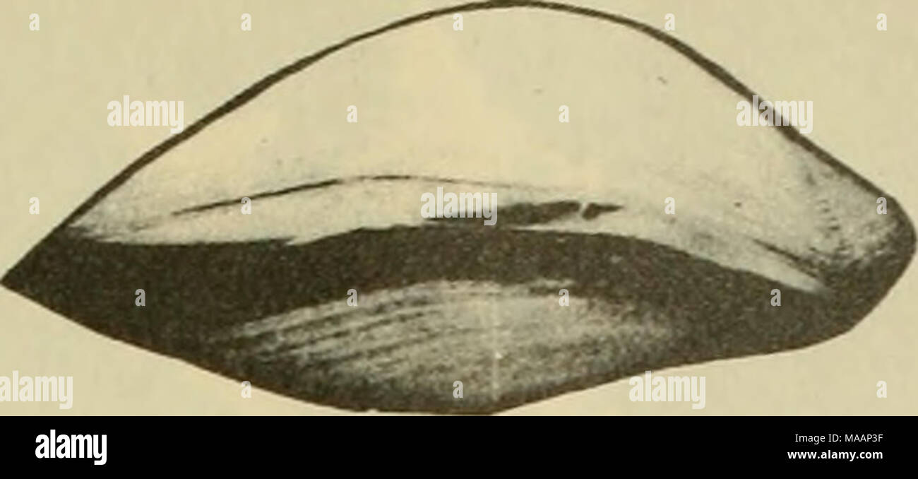 . East coast marine shells : descriptions of shore mollusks together ...
