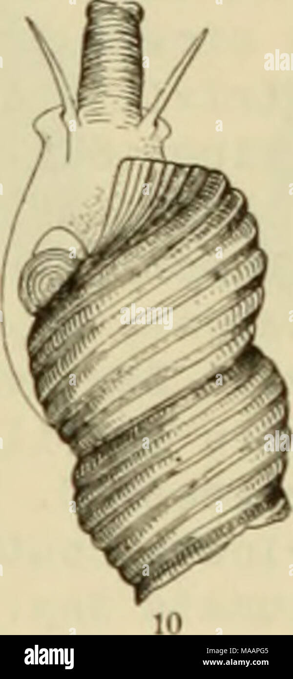 . East coast marine shells : descriptions of shore mollusks together ...