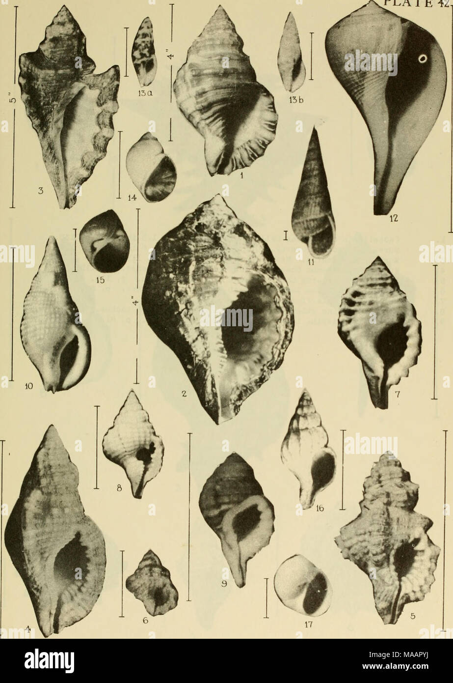 . East coast marine shells : descriptions of shore mollusks together ...