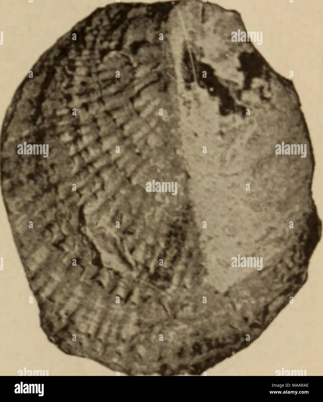 . The earth in past ages . na, from the The shell has grown en a branch ...