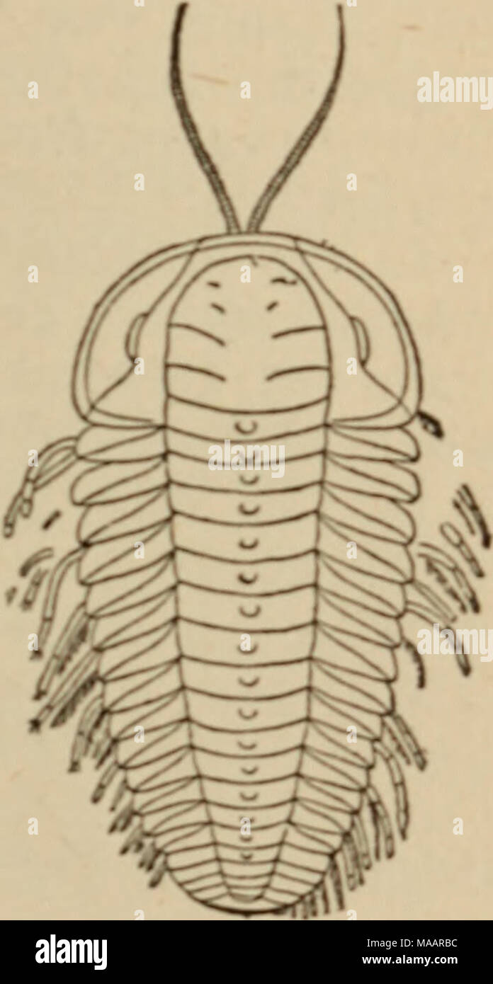 . The earth in past ages . Triarthrus, Fig. 11.—A Trilobite show- ing ...