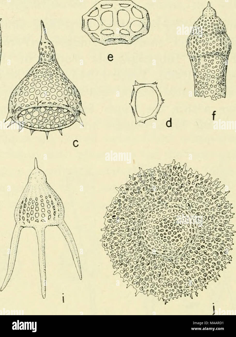 . The Earth beneath the sea : History . Fig. 7. Radiolaria (Spumellaria ...