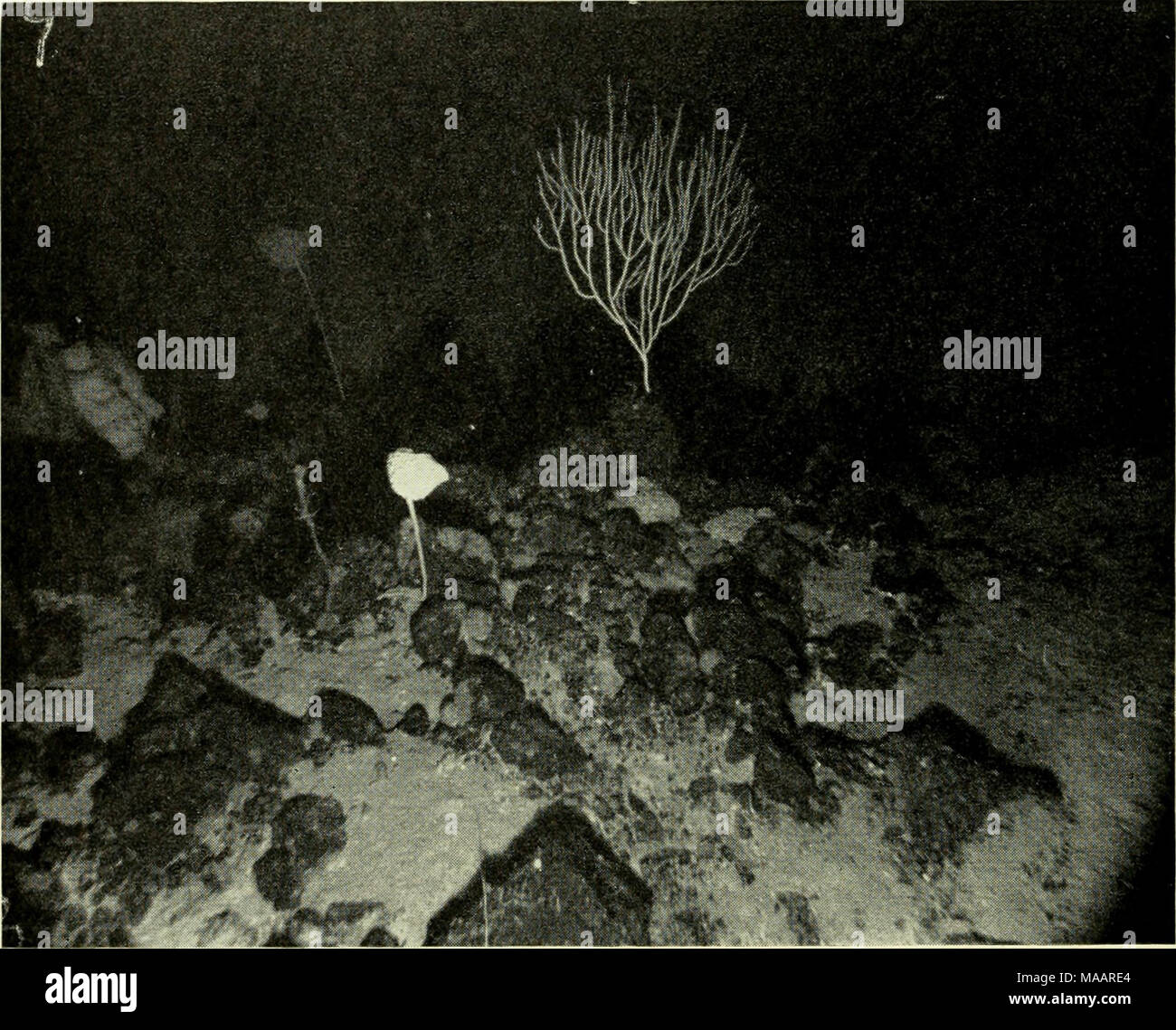 . The Earth beneath the sea : History . Fig. 19. Photograph from ...