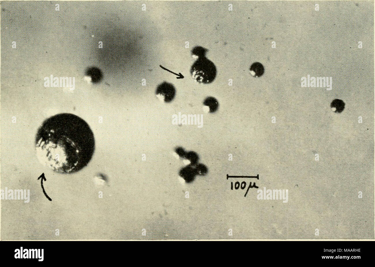 . The Earth beneath the sea : History . (b) Fig. 10. Cosmic spherules ...