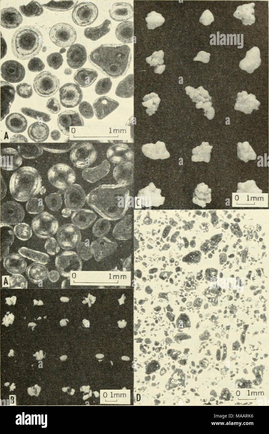 . The Earth beneath the sea : History . ^ i*. s:^ T^*- 0 1mm Fig. 13. A ...