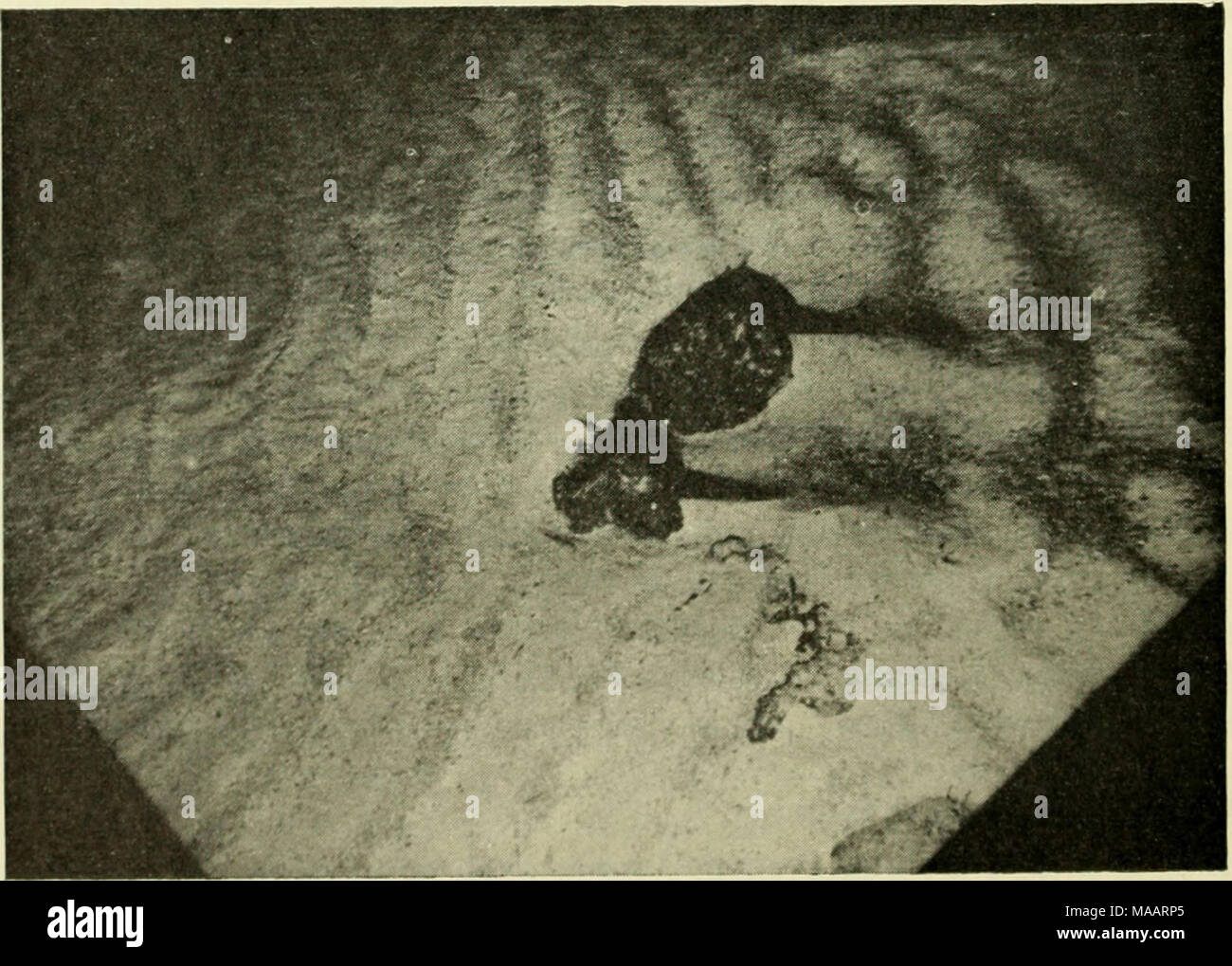 . The Earth beneath the sea : History . Fig. 29. 35° 12'N, 15° 18'V ...