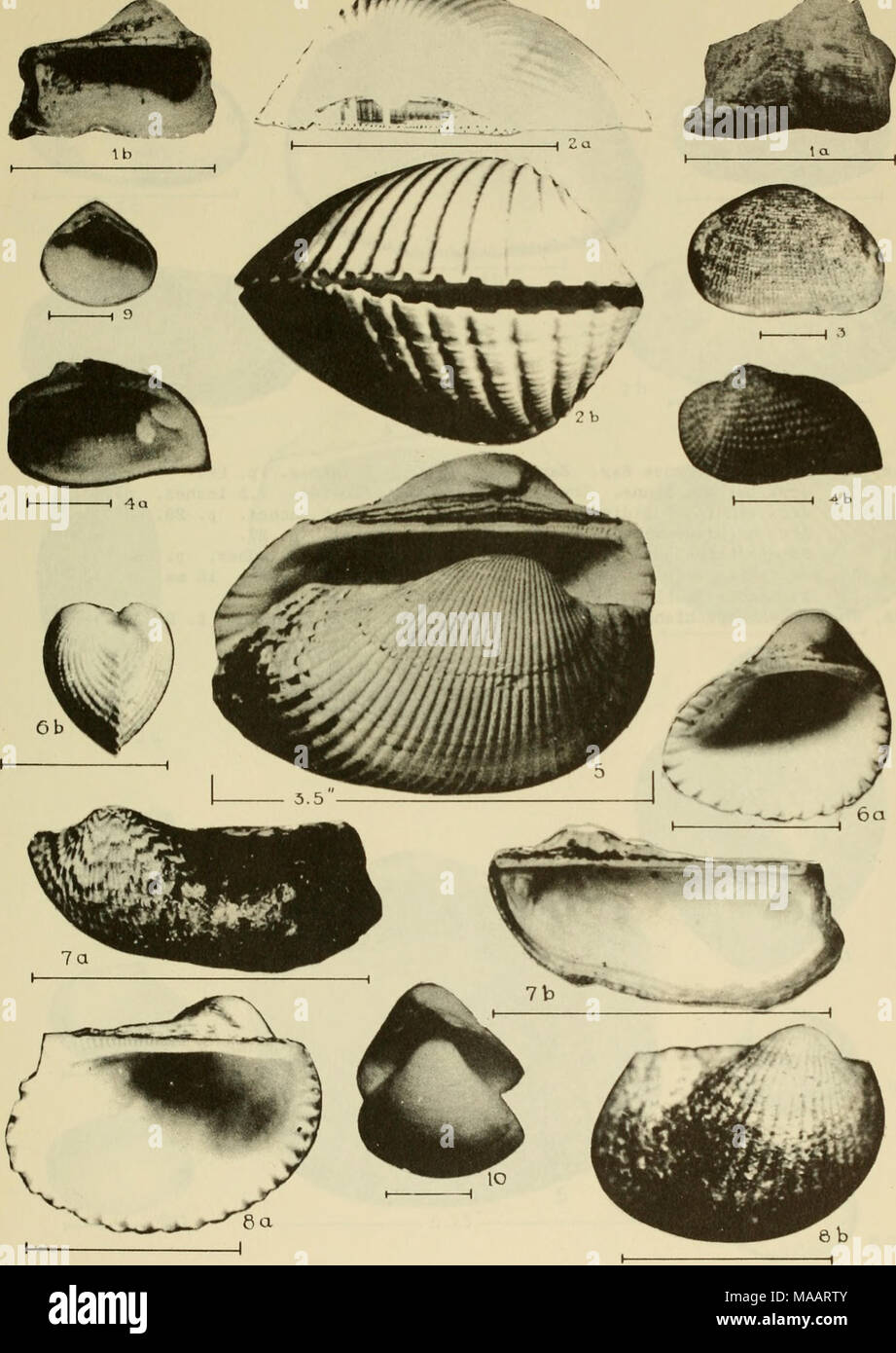 . East coast marine shells : descriptions of shore mollusks together ...