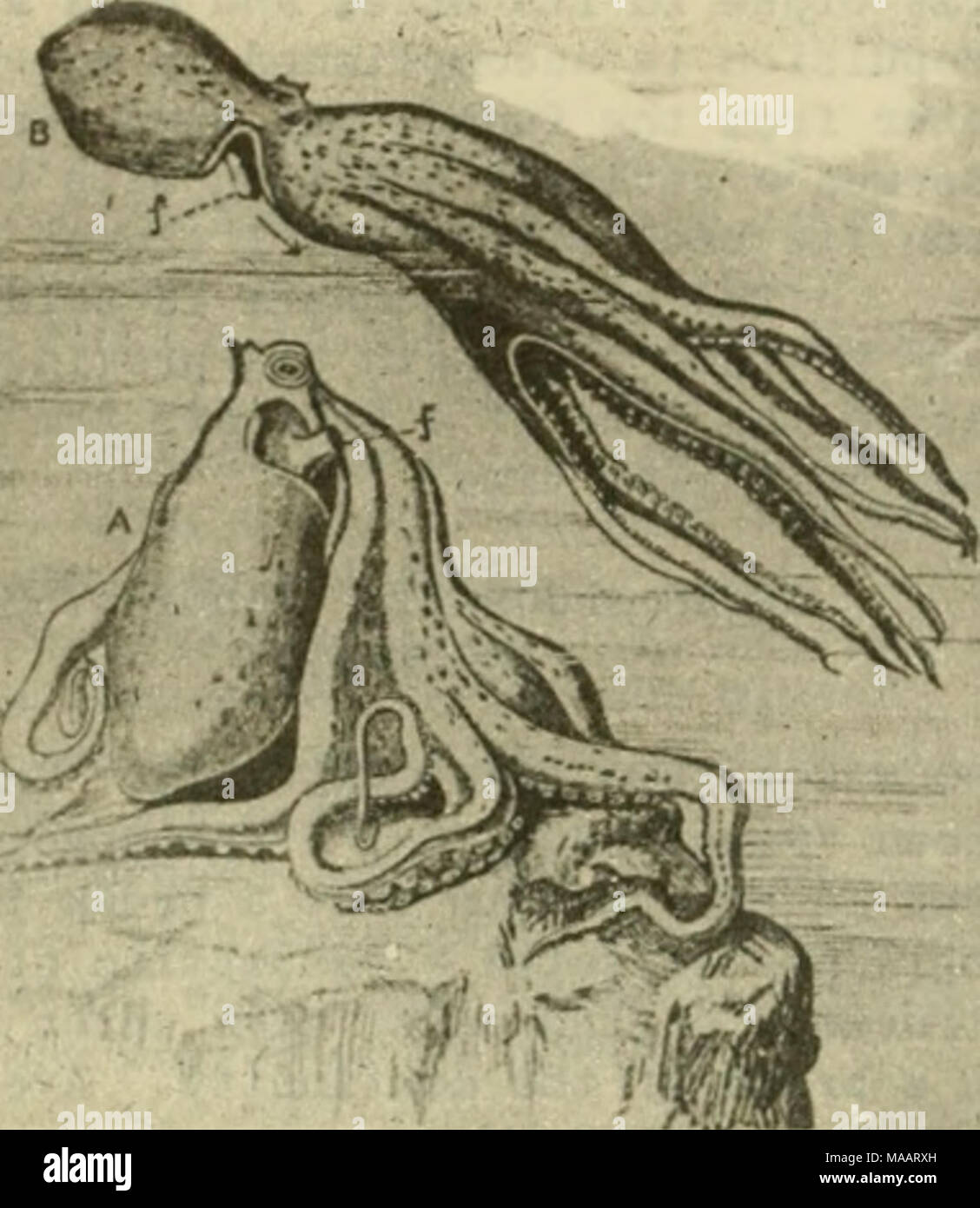 Octopus escape hi-res stock photography and images - Alamy