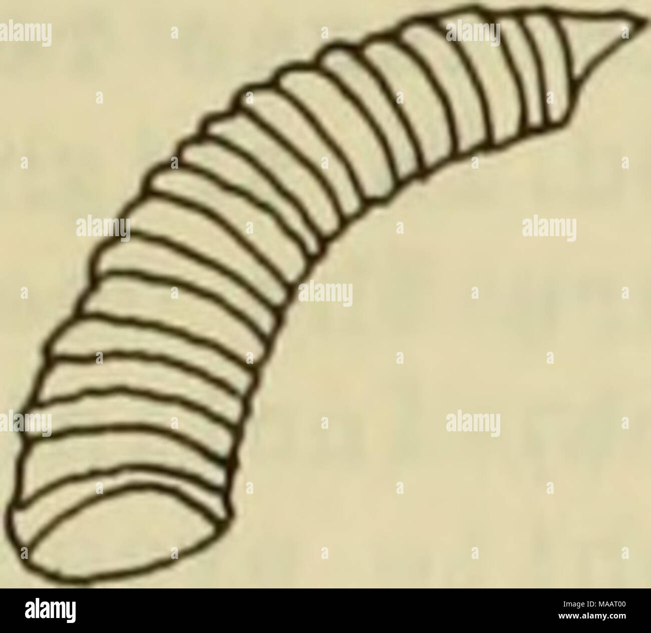 . East coast marine shells : descriptions of shore mollusks together with many living below tide ...