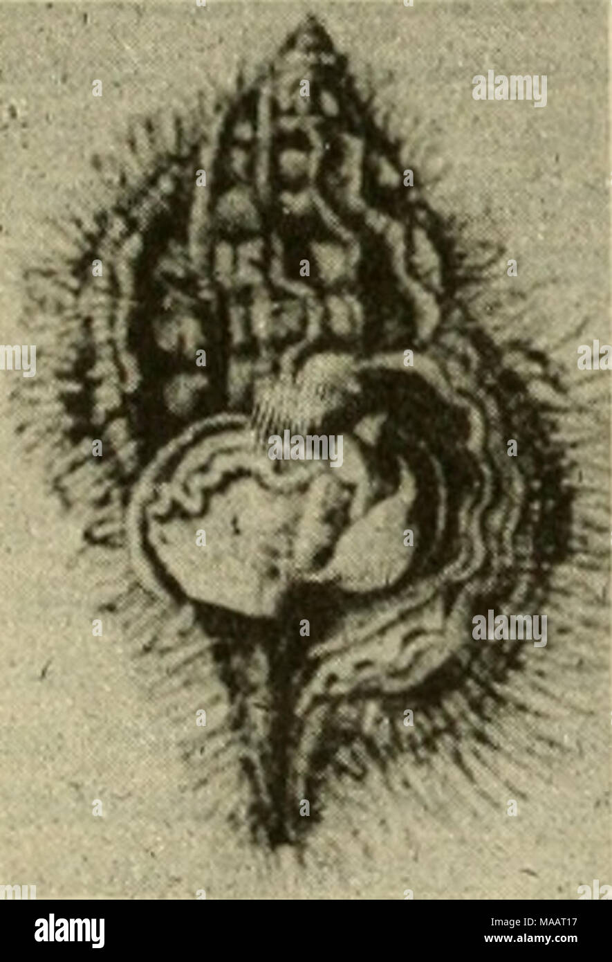 Distorsio reticulata hi-res stock photography and images - Alamy