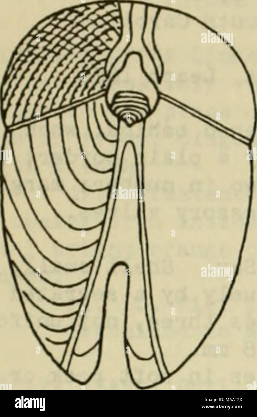 Teredo worms hi-res stock photography and images - Alamy
