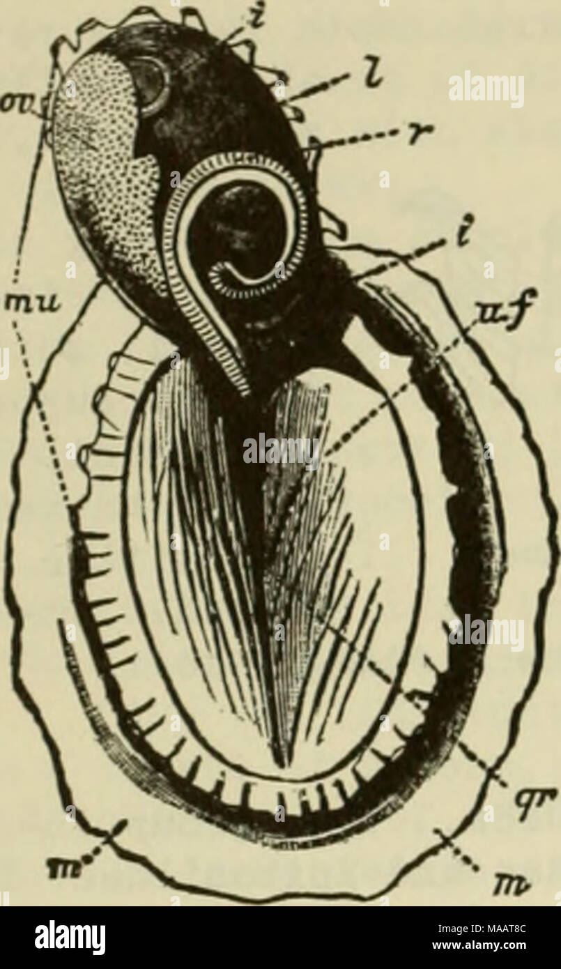 Acmaeidae hi-res stock photography and images - Alamy