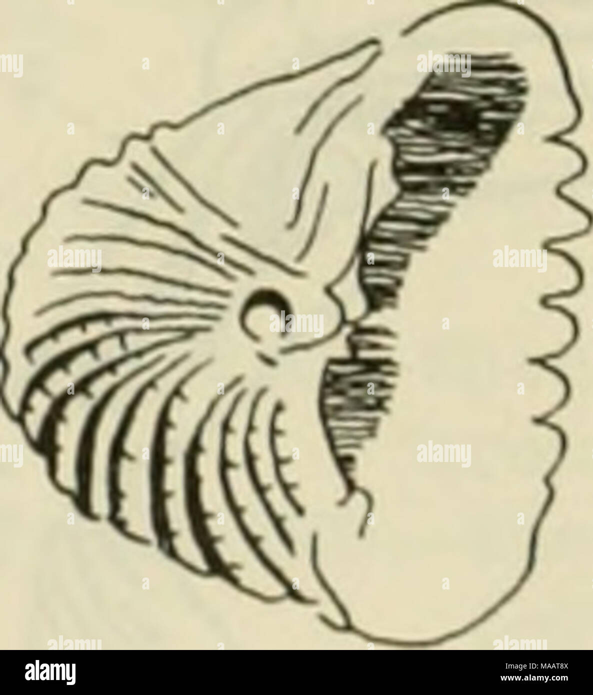 . East coast marine shells : descriptions of shore mollusks together ...