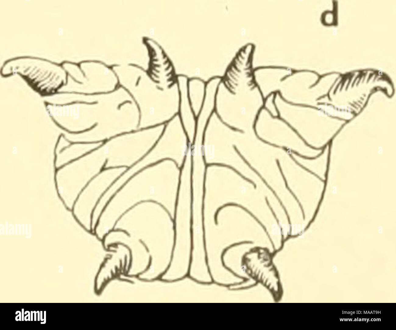 . The early stages of Tabanid (horse-flies) by Werner Marchand, PH. D ...