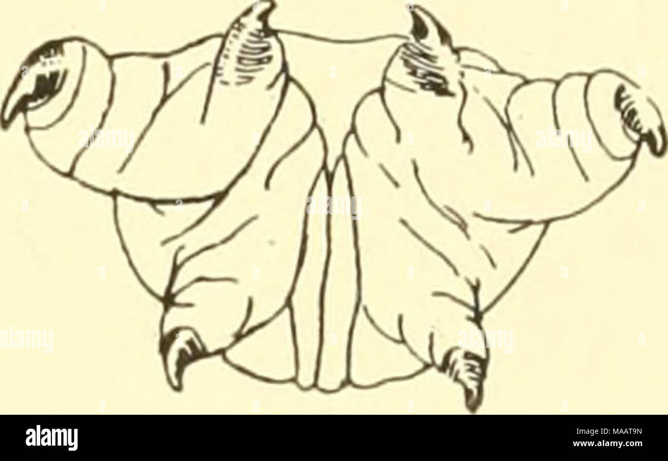 How To Catch Tabanids Horseflies Using Live Hosts Nets