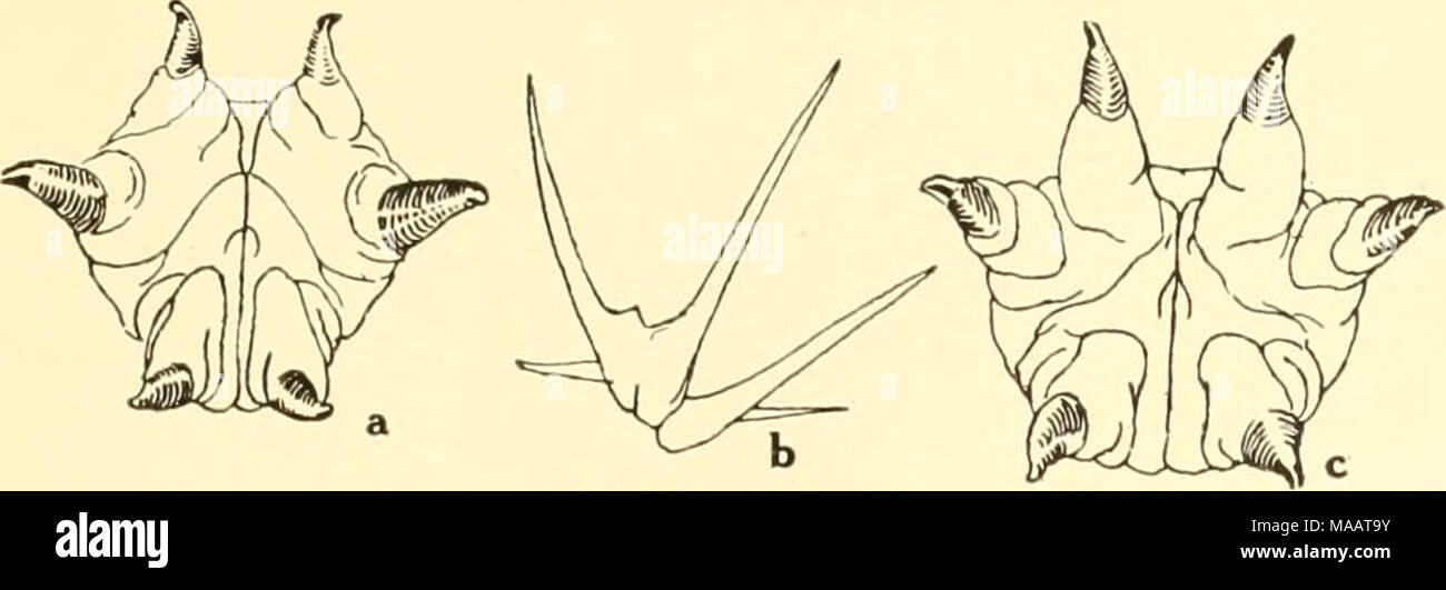 . The early stages of Tabanid (horse-flies) by Werner Marchand, PH. D ...