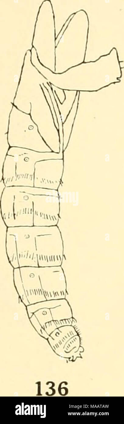 . The early stages of Tabanid (horse-flies) by Werner Marchand, PH. D ...