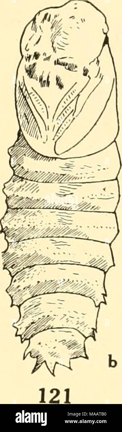 . The early stages of Tabanid (horse-flies) by Werner Marchand, PH. D ...