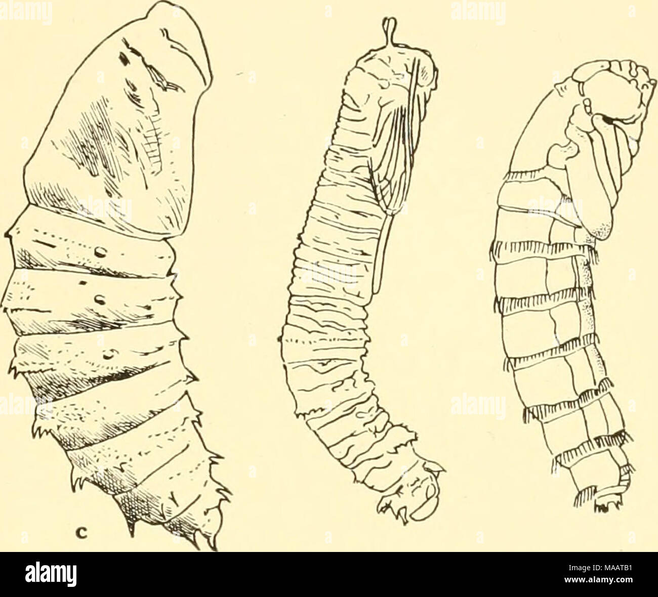 . The early stages of Tabanid (horse-flies) by Werner Marchand, PH. D ...