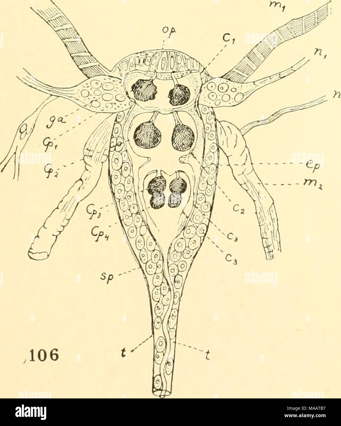 . The early stages of Tabanid (horse-flies) by Werner Marchand, PH. D ...