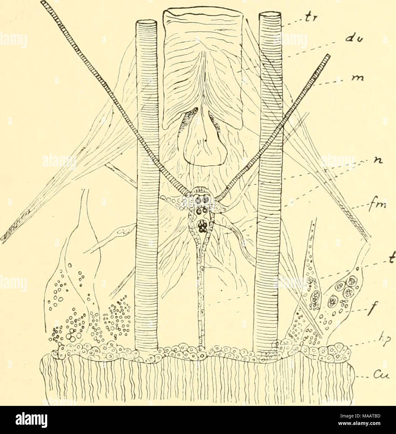 . The early stages of Tabanid (horse-flies) by Werner Marchand, PH. D ...