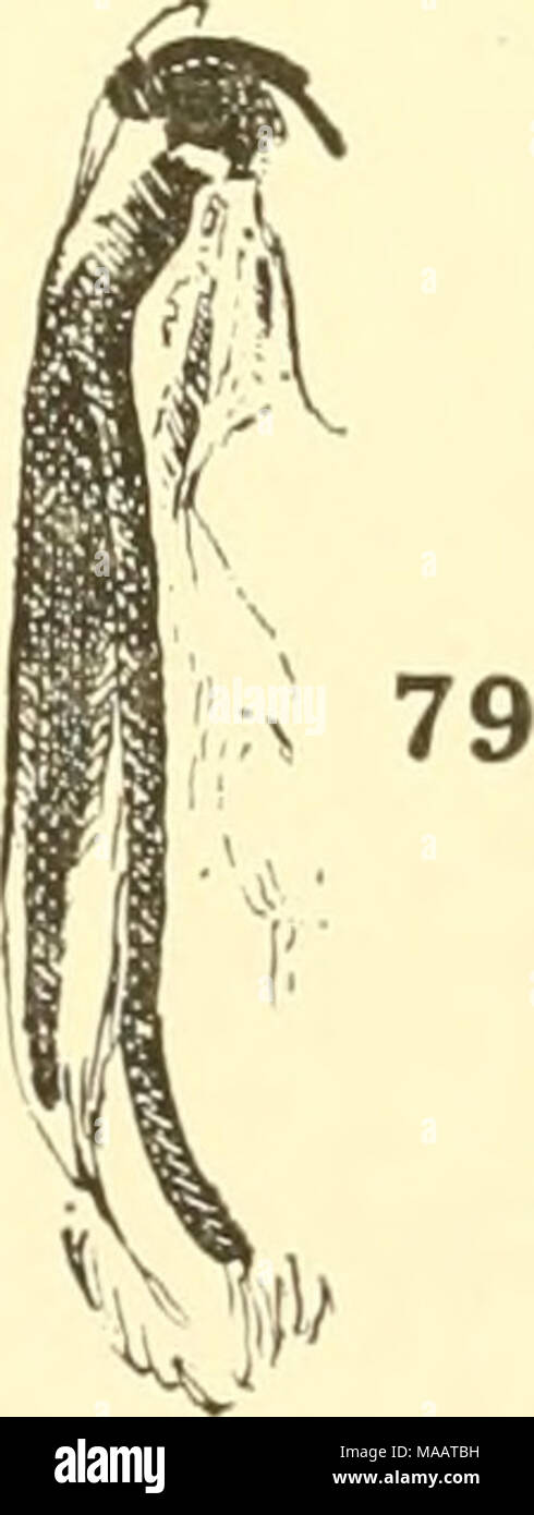 . The early stages of Tabanid (horse-flies) by Werner Marchand, PH. D ...