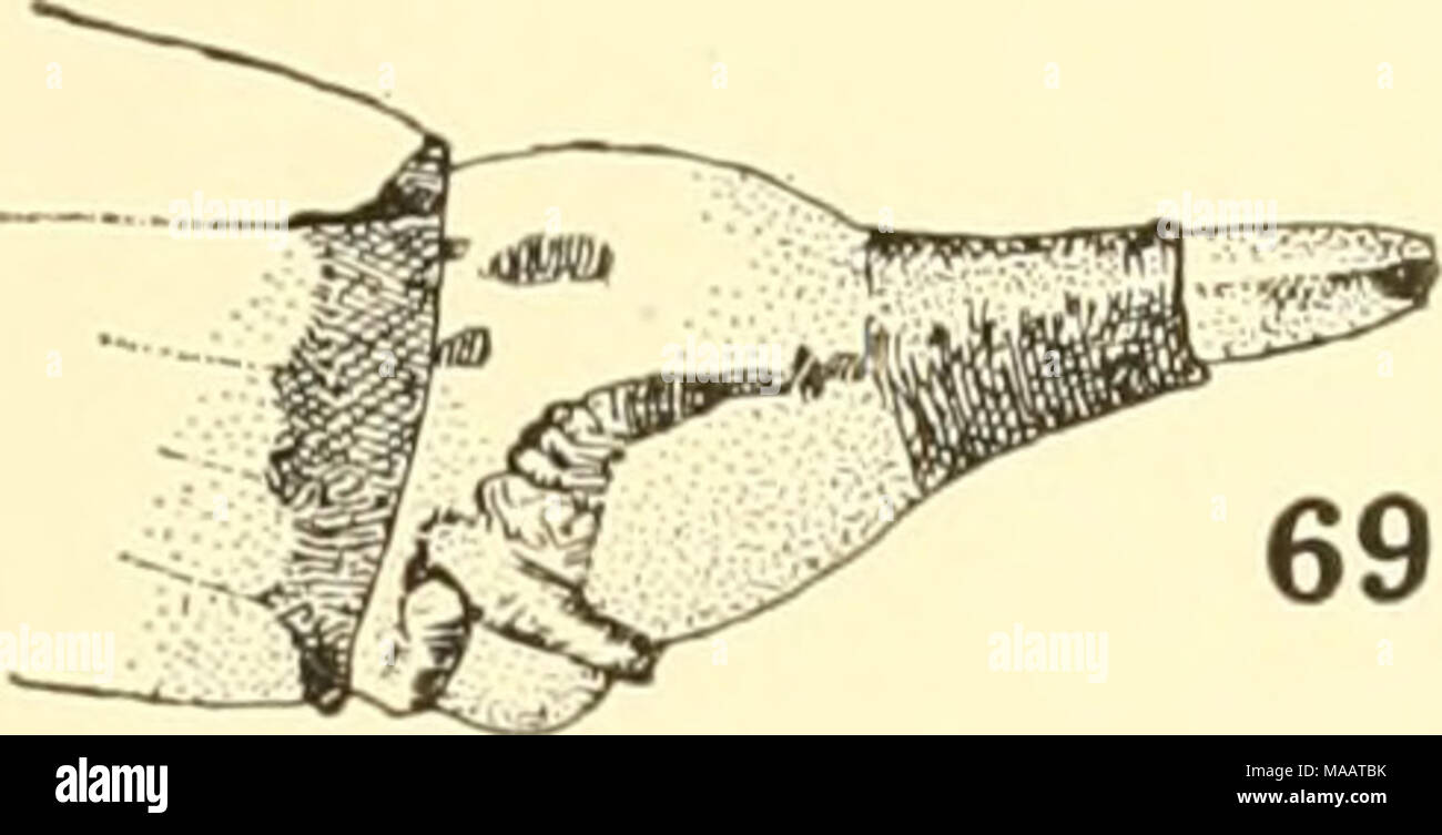 . The early stages of Tabanid (horse-flies) by Werner Marchand, PH. D ...