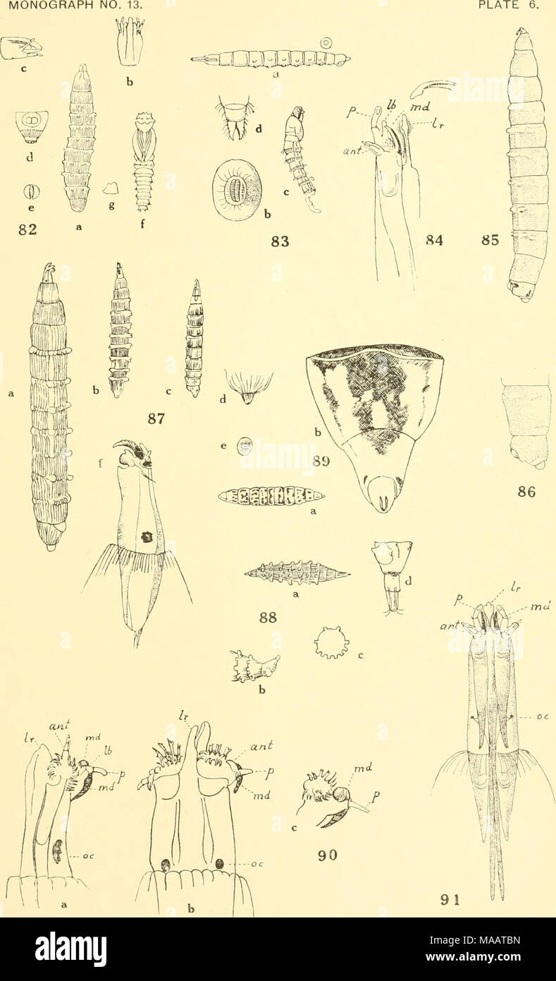 . The early stages of Tabanid (horse-flies) by Werner Marchand, PH. D ...